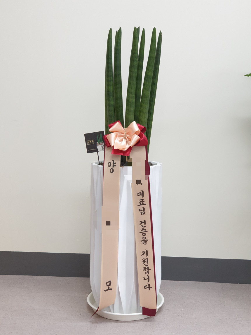 스투키 개업 축하화분 승진 집들이 공기정화식물2